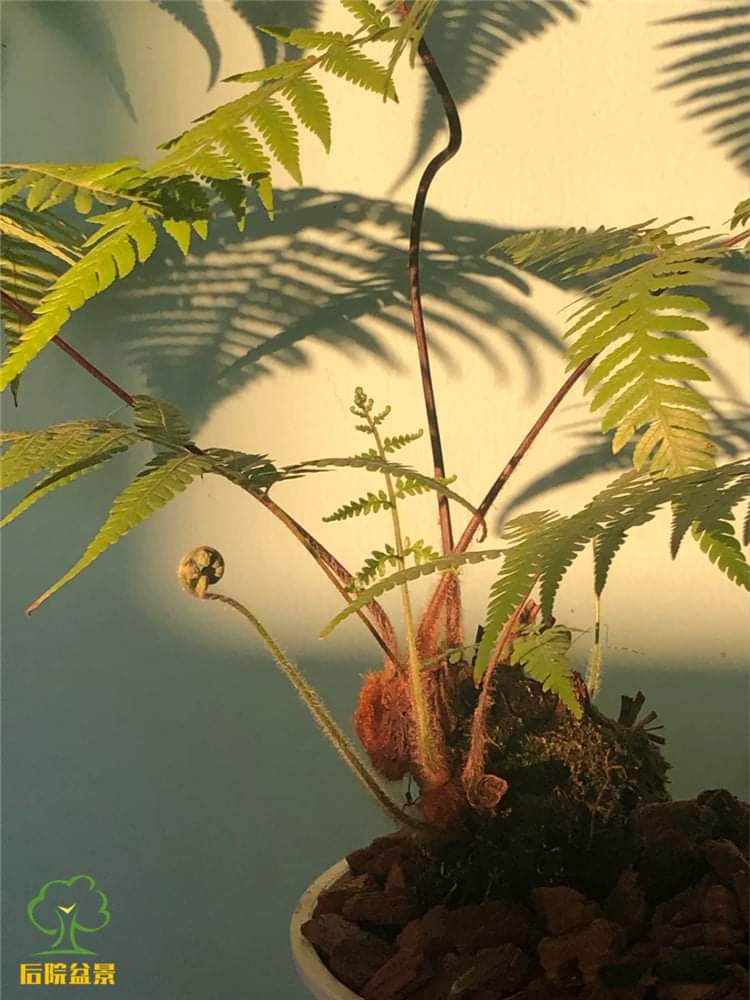 Cách trồng và chăm sóc cây cu li